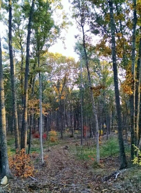 Official Blog | Hull Forest Products